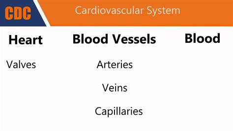 Cardiovascular Training Program Design Pptx