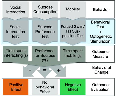 Schematic Illustration Depicting The Procedure For Assessing The Impact