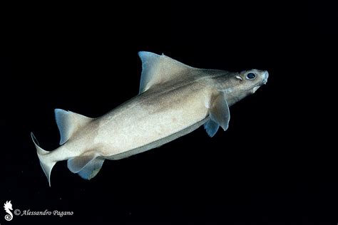 Consider The Angular Roughshark