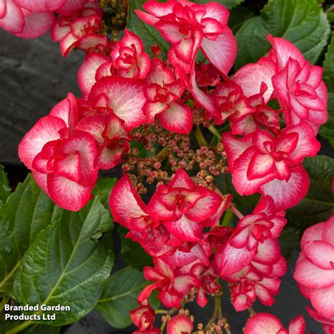 Hydrangea Macrophylla Yulika