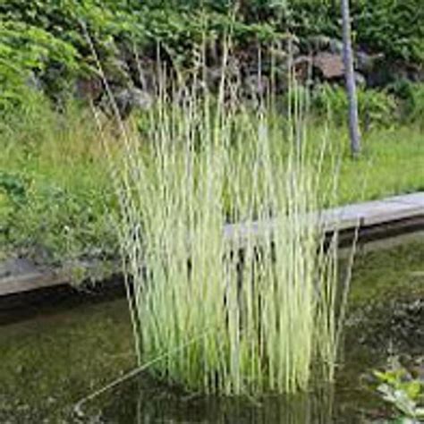 Scirpus Tabernaemontani Albescens Hosszanti Csíkos Káka