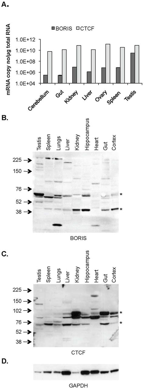 Boris And Ctcf Expression In Mouse Tissues A Boris And Ctcf Mrna