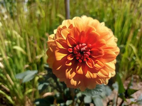 Dahlia Flower Meaning Symbolism And History A To Z Flowers