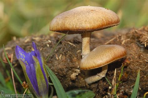 Навозная лысина (Deconica merdaria) фото и описание