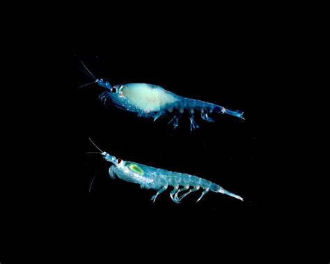 Antarctic Krill The Fuel Of The Southern Ocean Nautra