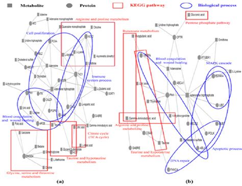 Co Analysis Of Protein And Metabolite Interactions By Metabo Analyst Download Scientific