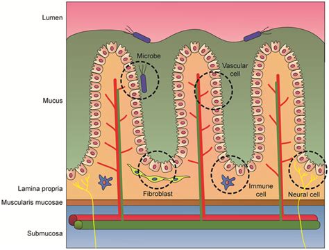 Mucous Membrane Diagram Treating Scars On The Oral Mucosa Plastic
