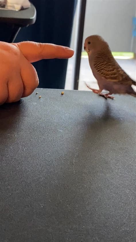 Regurgitating R Budgies