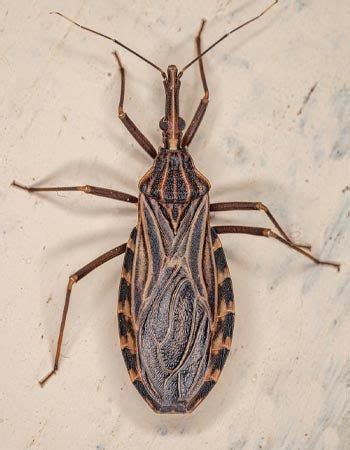 Preventing Kissing Bug Infestations Close Up Of A Kissing Bug How To