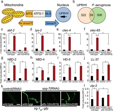 Mitochondrial Upr Regulated Innate Immunity Provides Resistance To