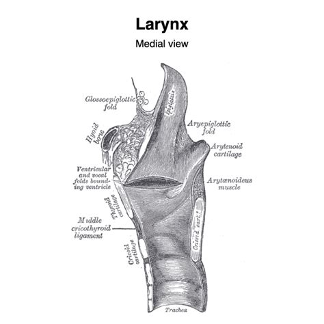 Supraglottic Larynx Anatomy Larynx Anatomy Concise Medical