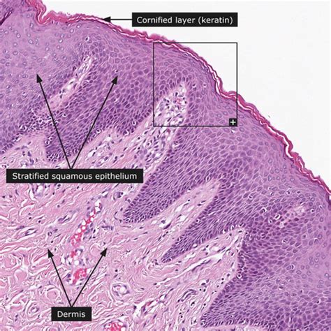 Cytology Ear And Skin Post Lab Flashcards Quizlet