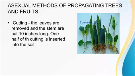 426211232 Planting And Propagating Trees Methods Pptxpptx