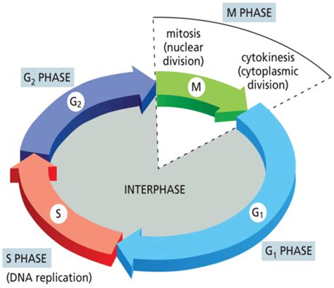 Cell Bio Chapter 18 Review And Add Flashcards Quizlet
