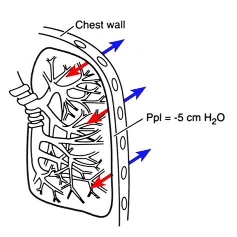 Pulmonary Mechanics Flashcards Quizlet