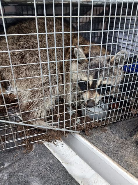 Gallery All American Termite And Pest Control Ocean And Monmouth County