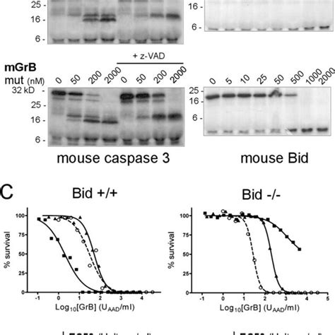 Humanized Mgrb Shows Improved Substrate Cleavage And Cytotoxic