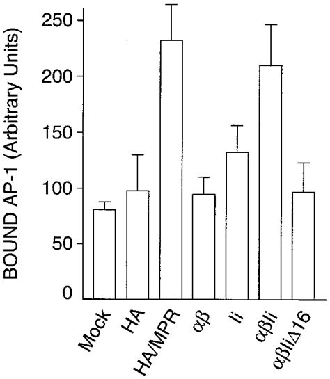 The Invariant Chain Ii Cytoplasmic Domain Determines Ap 1 Recruitment