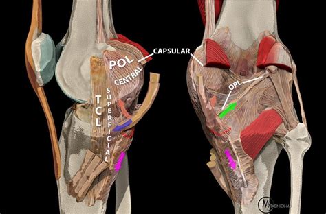 What Muscles Surround The Knee At Barbara Eley Blog