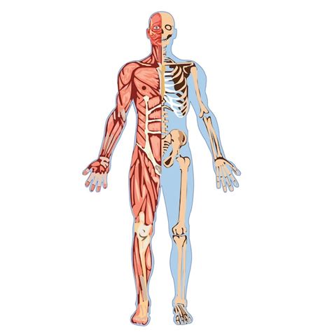 Strona 7 Anatomia Czlowieka Zdjęcia Darmowe Pobieranie Na Freepik