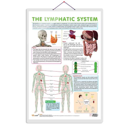 Buy The Lymphatic System Chart Understanding Lymphatic Pathways Interactive Anatomy Chart
