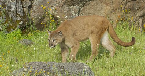 Confirmed Livestock Kill In Nebraska Equals A Dead Mountain Lion