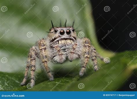 Female Phidippus Putnami Jumping Spider Stock Image Image Of Putnami