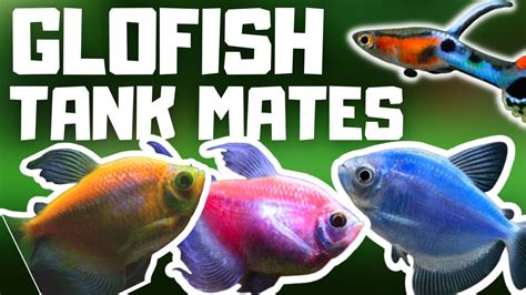 Glofish Tetra Care Guide Types Tank Setup Tank Mates Top 10 Tetras For