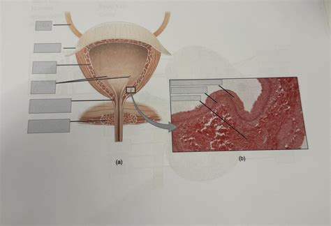Urinary Bladder Diagram Quizlet