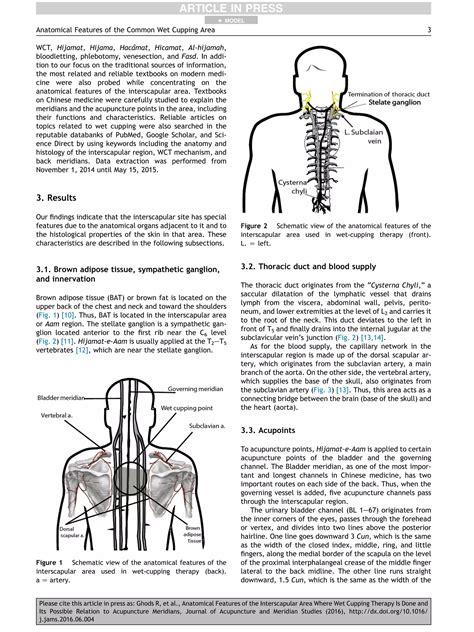 Anatomical Features Of The Interscapular Pdf