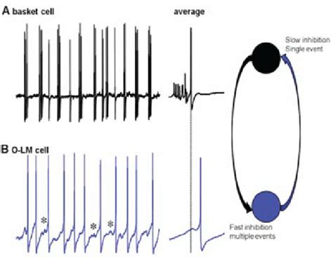 Theta Rhythms In Heterogeneous Interneuronal Networks Connected By Slow Download Scientific