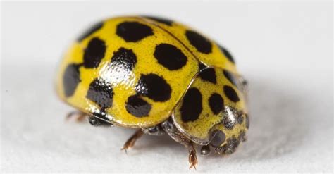 How To Get Rid Of Squash Beetles A Z Animals