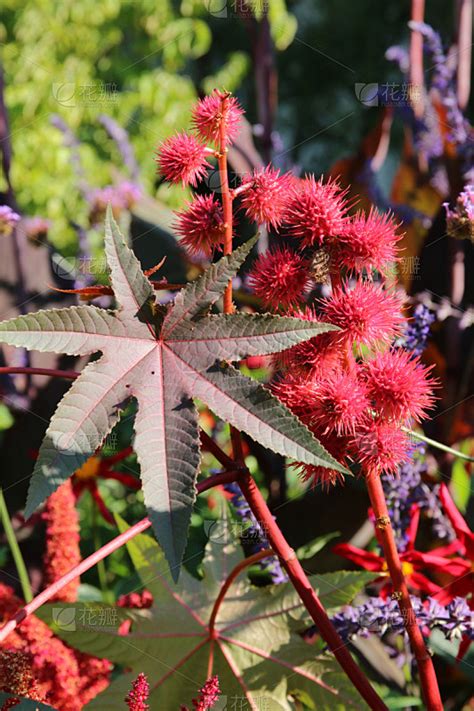 蓖麻垂直画幅无人德国摄影