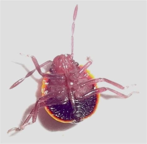 Turtle Bug Nymph Bugguide Net