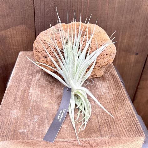 おしゃれ 観葉植物 エアープランツ：チランジア ガルドネリエアプランツ ティランジア 観葉植物 遊恵盆栽 本店
