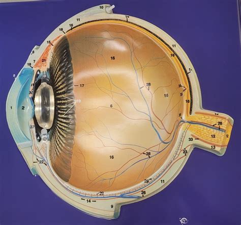 Purple Plaque Eye Model Diagram Quizlet