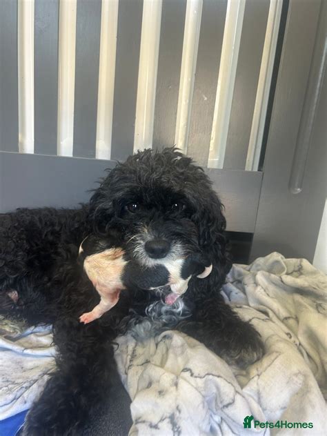 Cockapoo X Imperial Shih Tzu Puppies For Sale In Liverpool Pets4homes