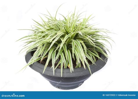 Small Grass And Bushes Mostly Endemic Growing In Front Of