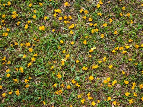 Yellow Flowers On Grass Pattern Stock Image Image Of Grass Park 187265959