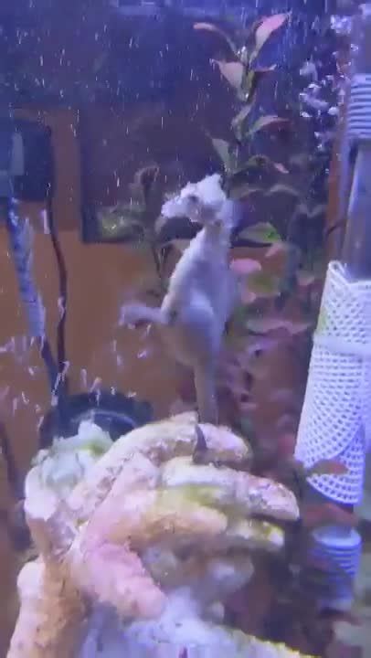 [video] Jun Ouyang On Linkedin I Found This Video So Fascinating Nature Is Full Of Wonders 🤩