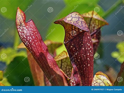 Parrot Pitcher Plant Sarracenia Psittacina Carnivorous Plant Stock