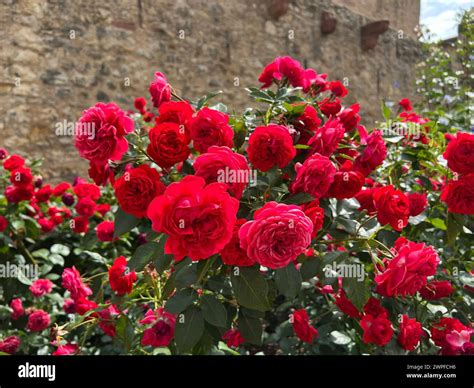Out Of Rosenheim Ist Eine Wunderschoene Rote Beetrose Out Of