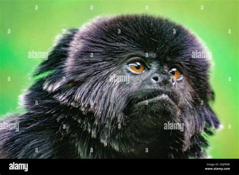 Arbre Primitif Banque Dimage Et Photos Alamy