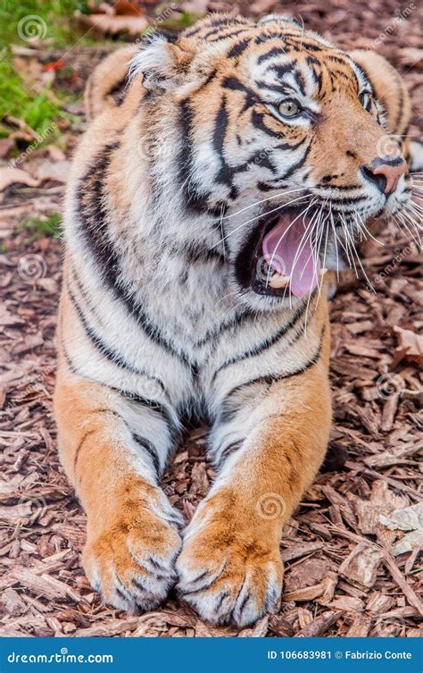 Tiger Roar Bengal Tiger Queen Of Forest Tiger Close Up Feline Stock