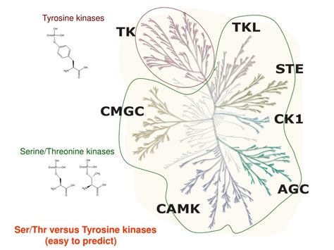 Ppt Protein Kinase Structure And Function Introduction Powerpoint