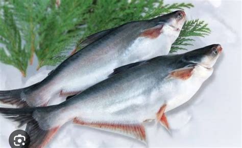7 Manfaat Ikan Patin Untuk Kesehatan Mulai Dari Menjaga Kesehatan Mata