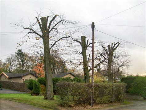 Pollarding • Cms Tree Services