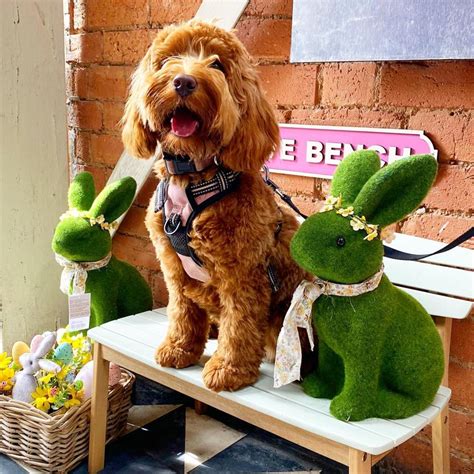 Cockapoo Cafe Leeds Featured On Dragons Den Coming To Leeds