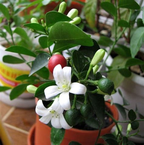 Murraya As A Room Culture Only Snowmelt Murraya Is Grown This Is A