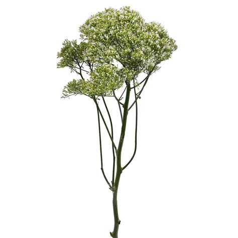 Andante White Trachelium Esmeralda Farms Wholesale Flowers
